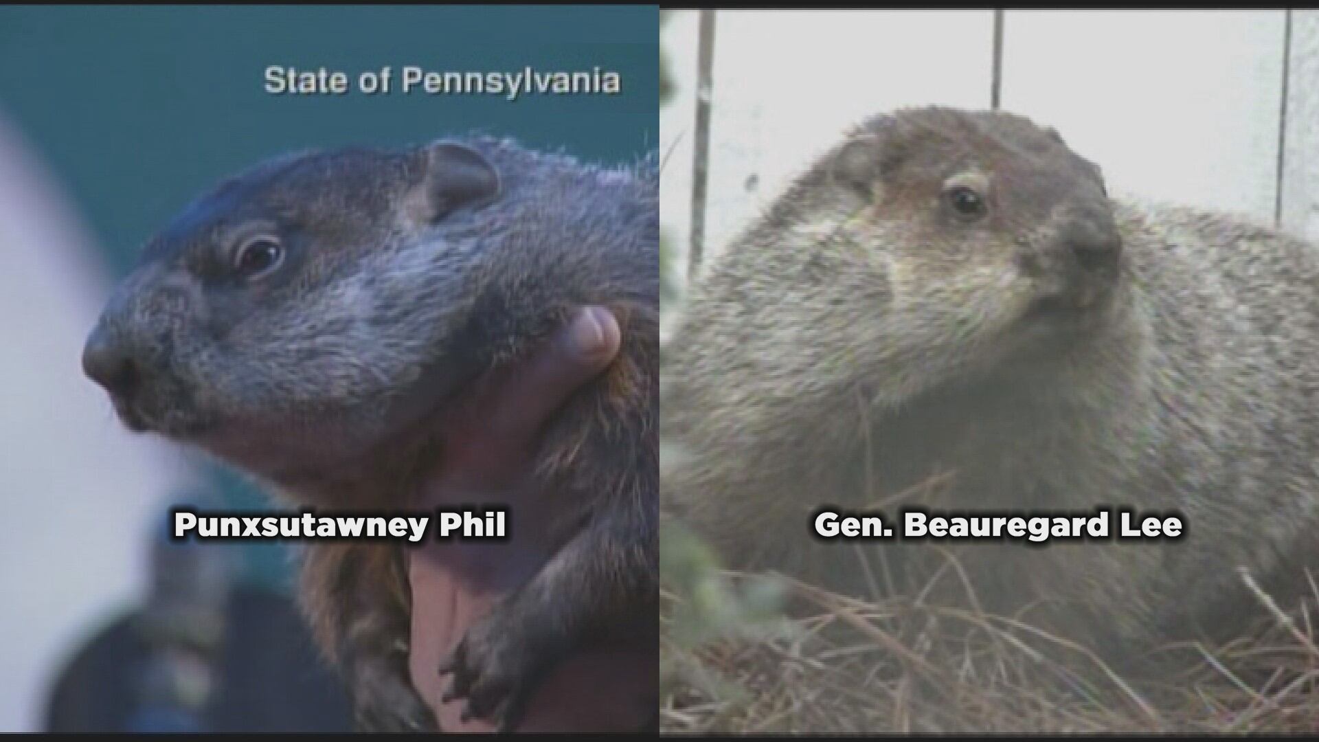 How accurate at predicting the weather groundhogs actually are