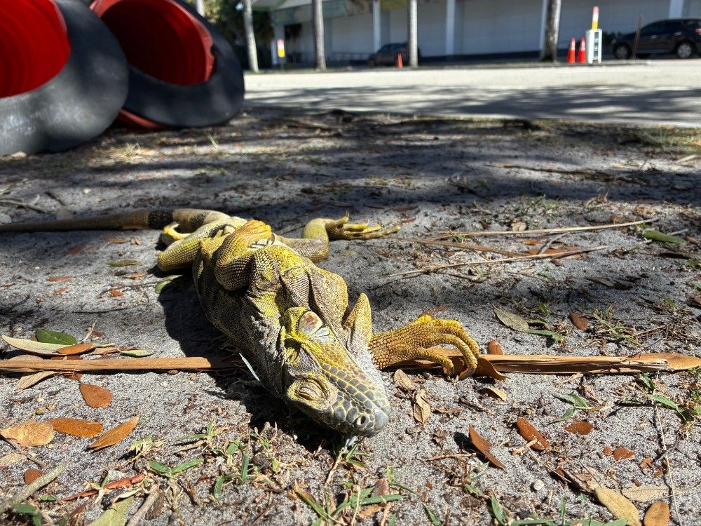 'Frozen' iguanas fall out of trees amid plunging temperatures in Florida