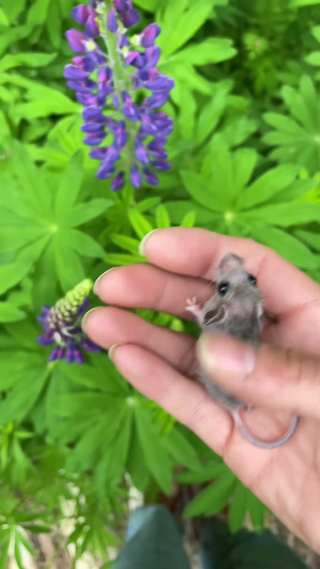 Despéreaux: From runt to thriving 🌿🐭