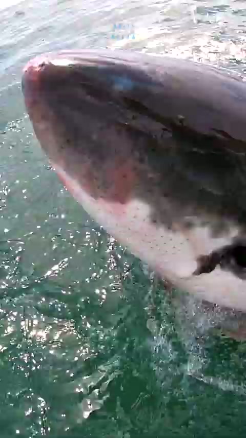 Great white shark swimming with head out of the water #greatwhiteshark