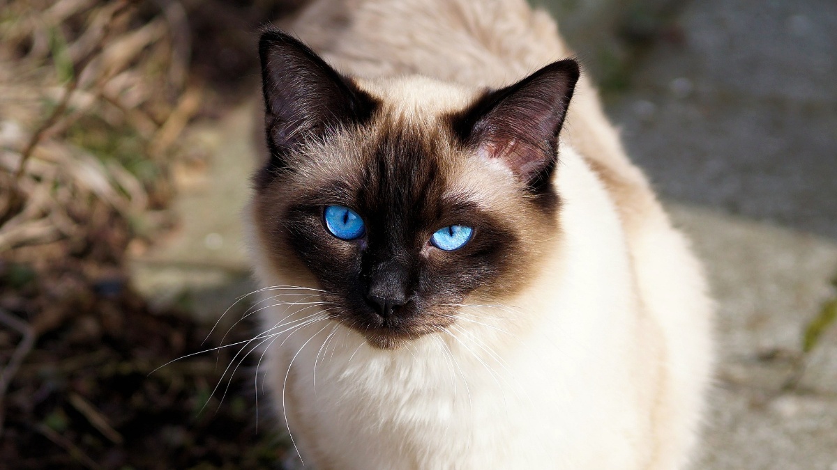 Is your cat avoiding you? The 6 signs that confirm your pet is angry ...