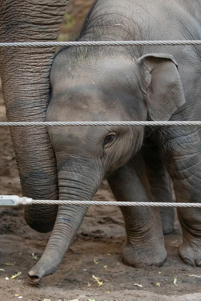 Oregon Zoo celebrates 1st birthday of 1,000 pound baby elephant Tula-Tu