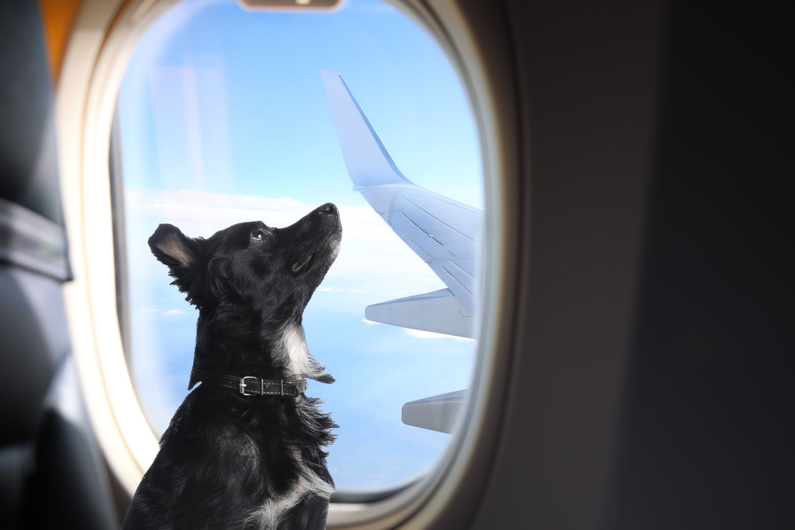 How to fly with your pet