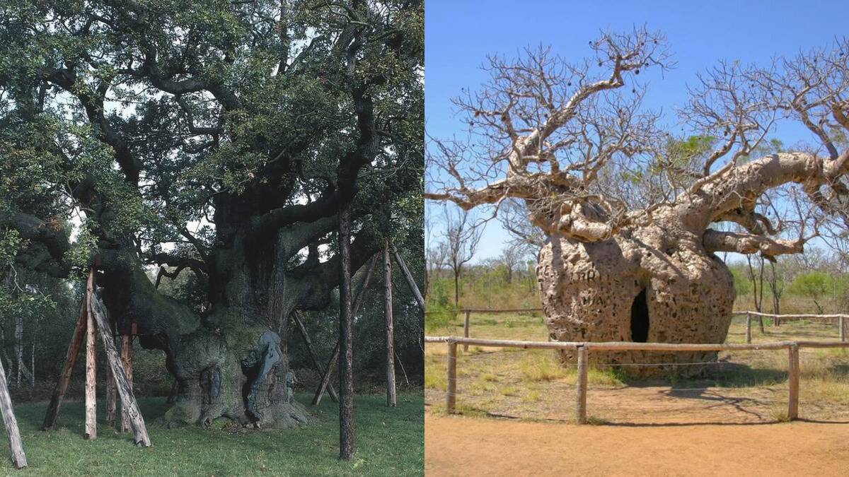 9+ ancient trees that have witnessed millennia of history