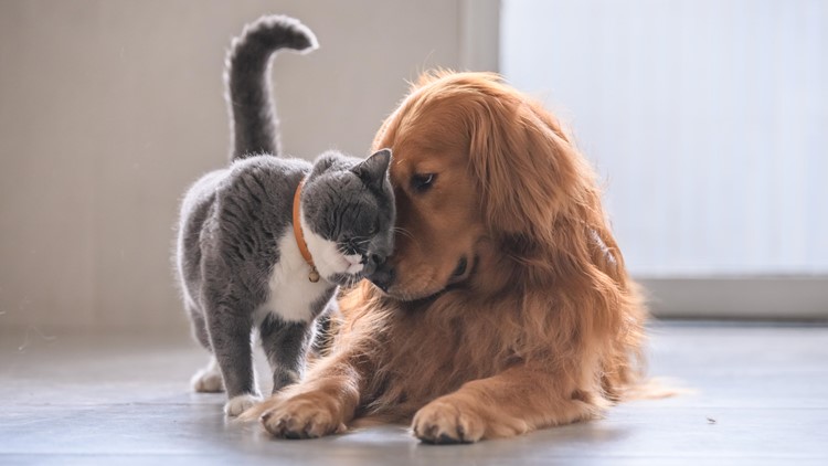 City of San Antonio Animal Care Services pet pantry seeks donations to ...