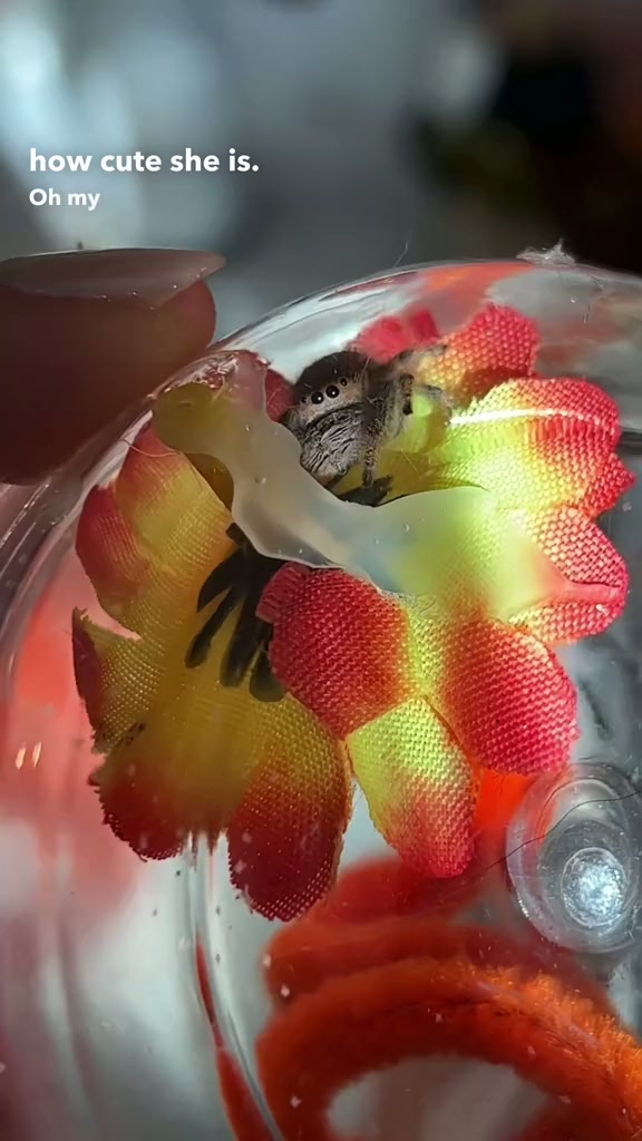Unboxing my new orange regal jumping spider at FedEx