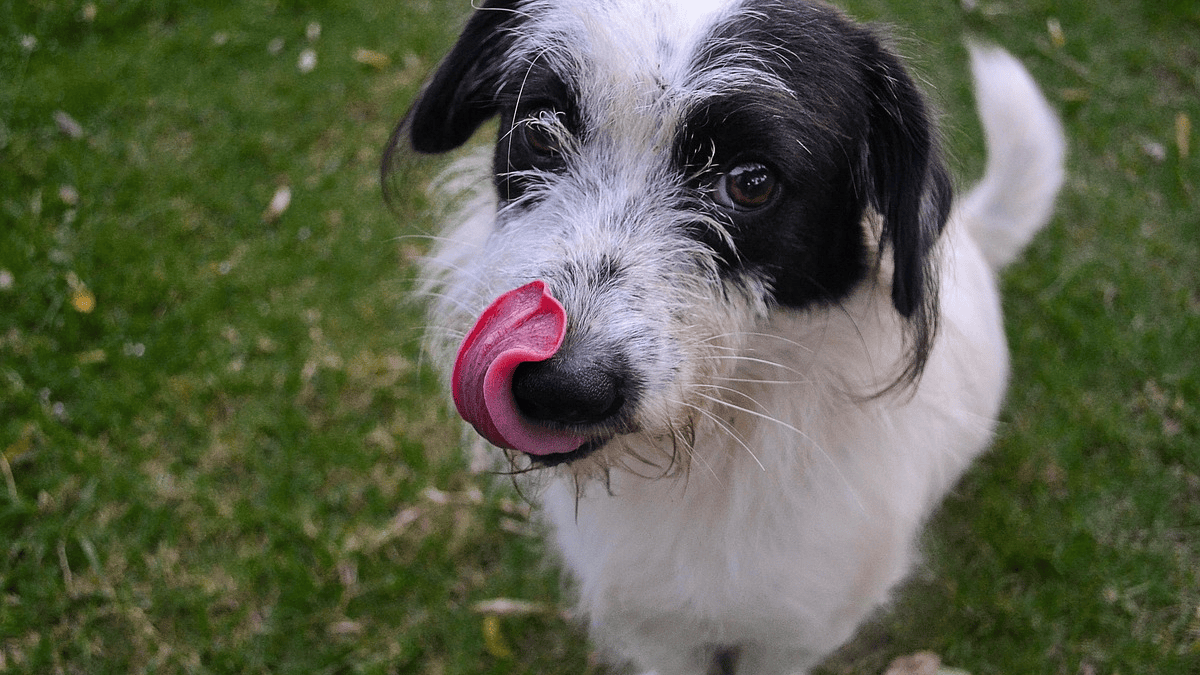 Avoid these 8 smells: dogs hate them, according to veterinarians