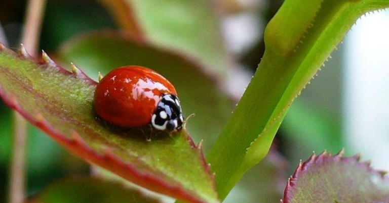 A 'goth ladybug' barely larger than a grain of sand was discovered in ...