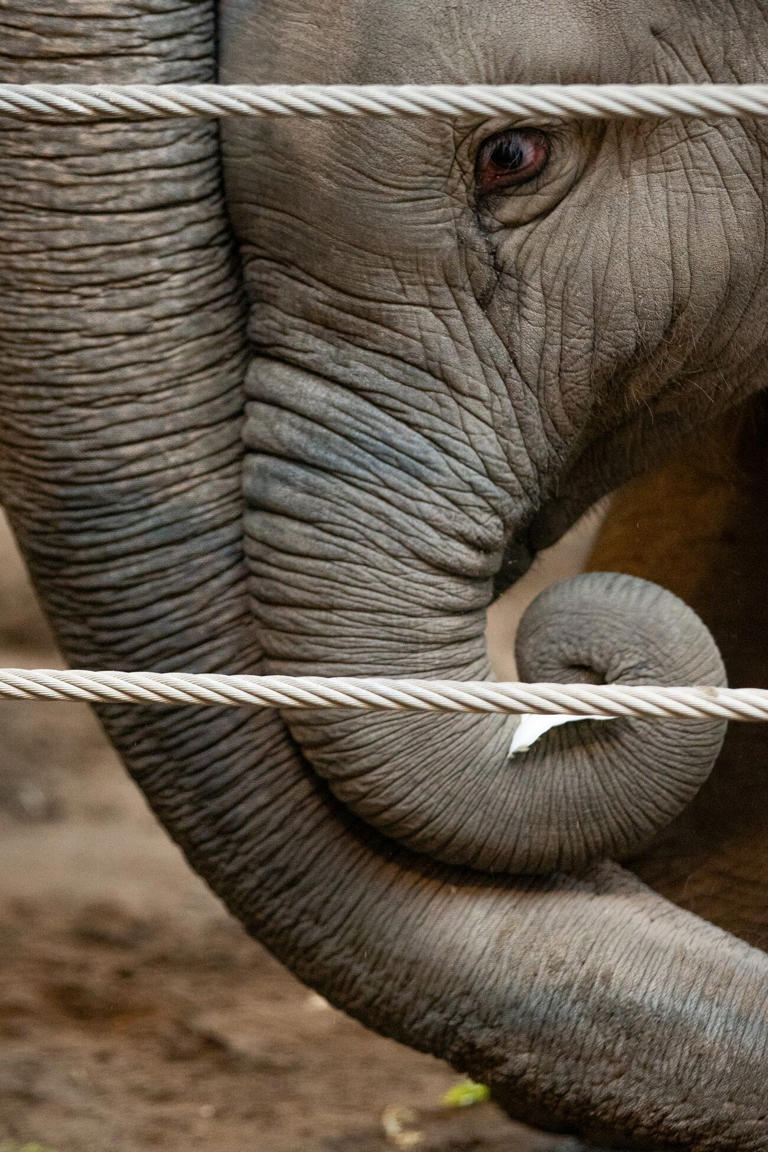 Oregon Zoo celebrates 1st birthday of 1,000 pound baby elephant Tula-Tu