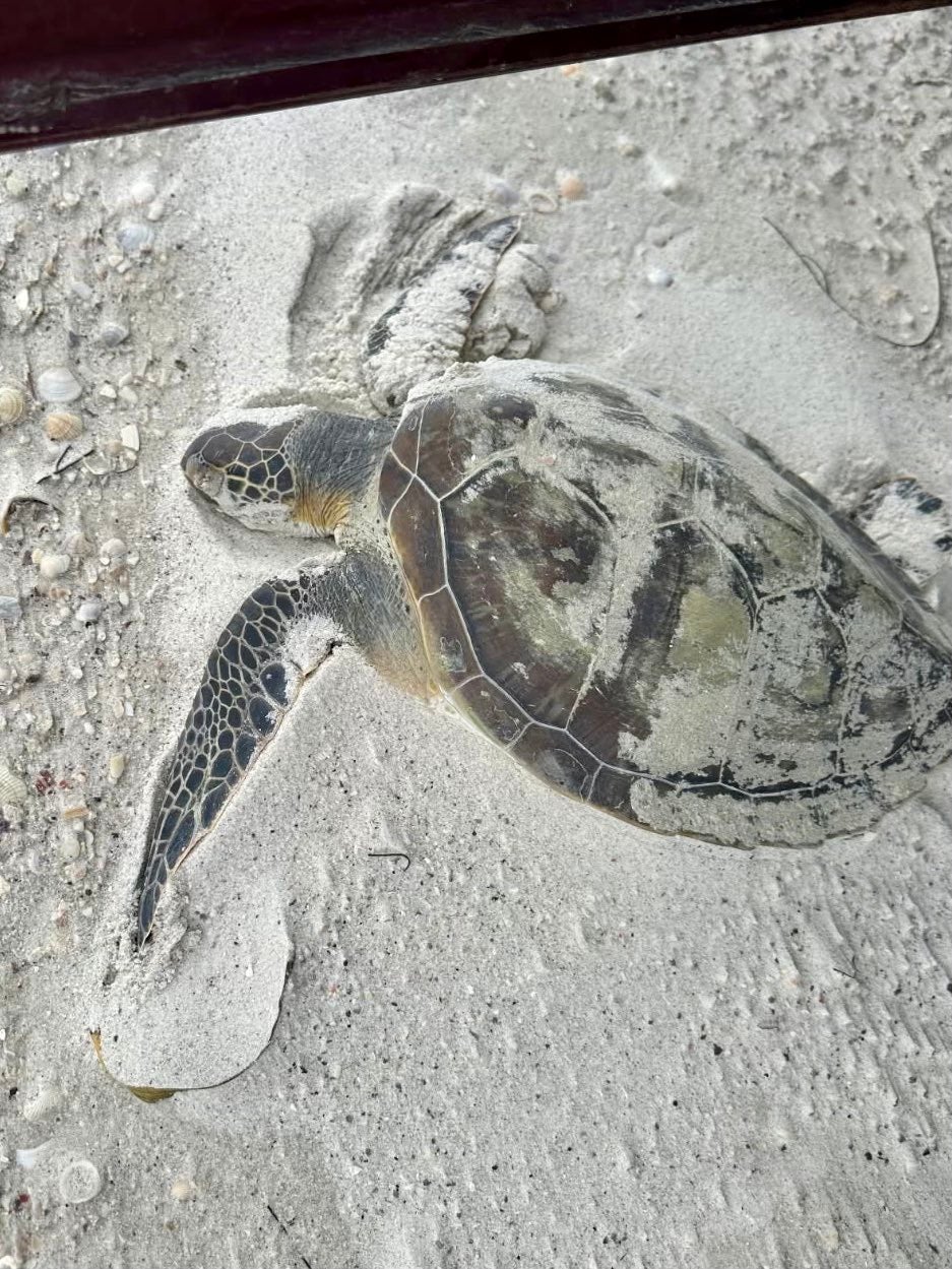 Cold-stunned turtle rescued amid freezing temperatures in Florida