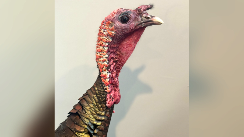 'Gravy' the famous Middletown turkey rescued after getting hit by car