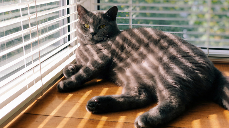 Out with dated flimsy blinds, in with a sleek and modern solution for ...