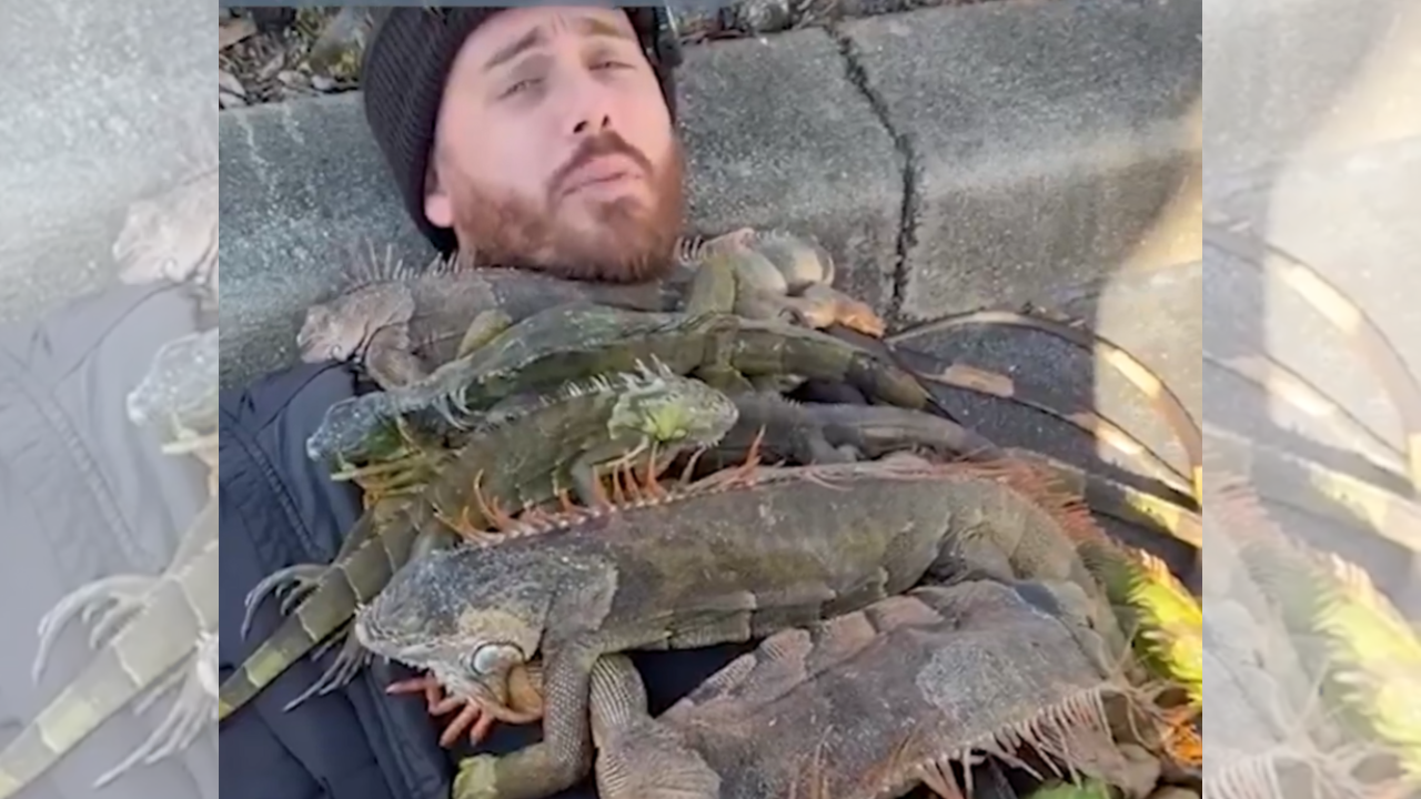 Florida man uses 'cold-stunned' iguanas as 'blankets' in bizarre viral ...