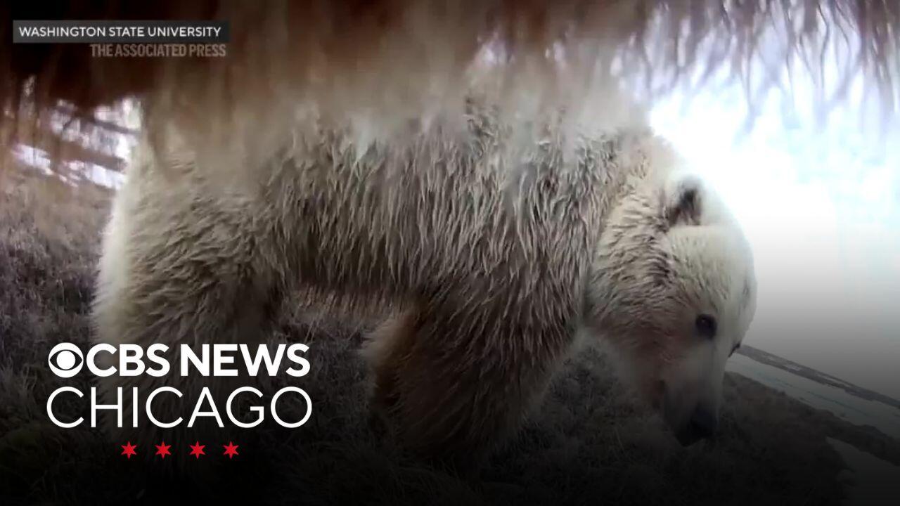 A bear's eye view of the life of a grizzly