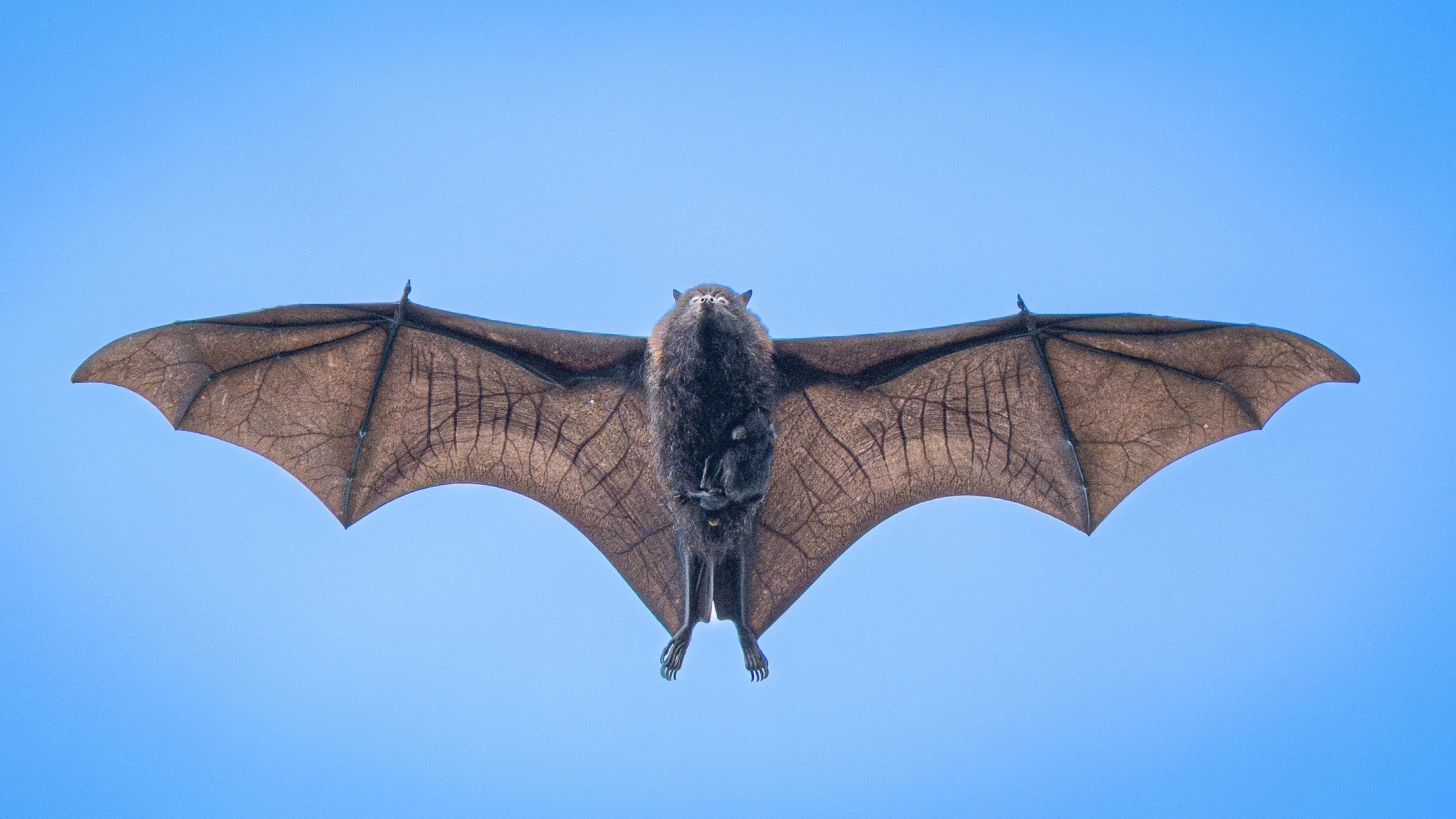 Rare photo captures Christmas Island flying fox ferrying pup