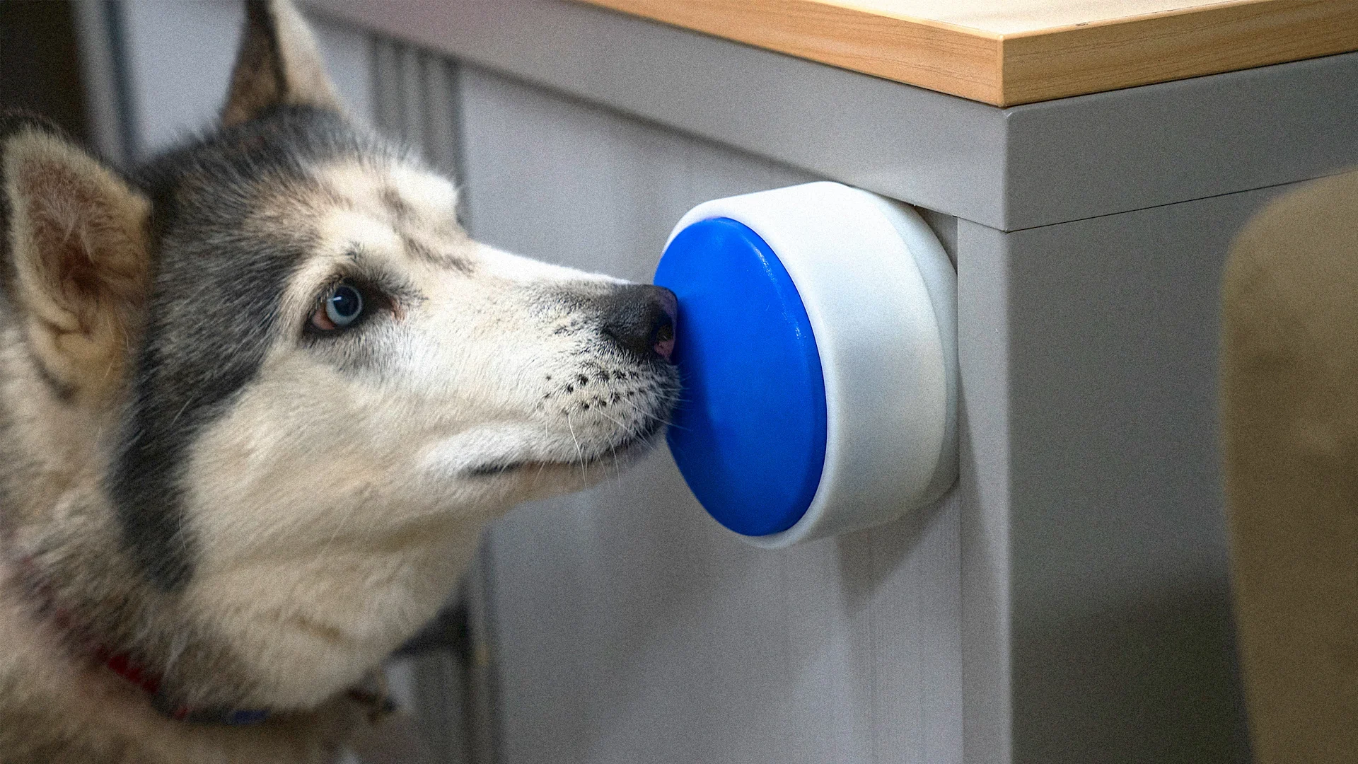 This clever device lets service dogs turn on appliances by themselves