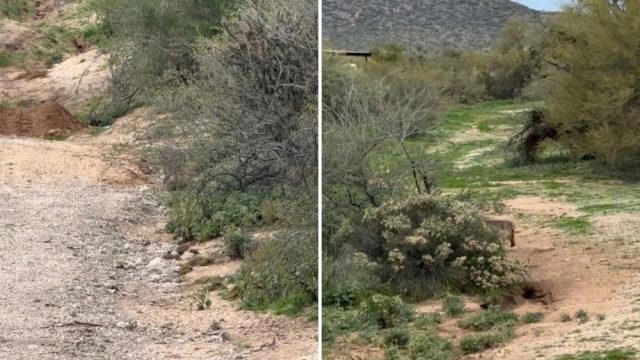 Woman stops in her tracks after spotting wild predators slinking across ...