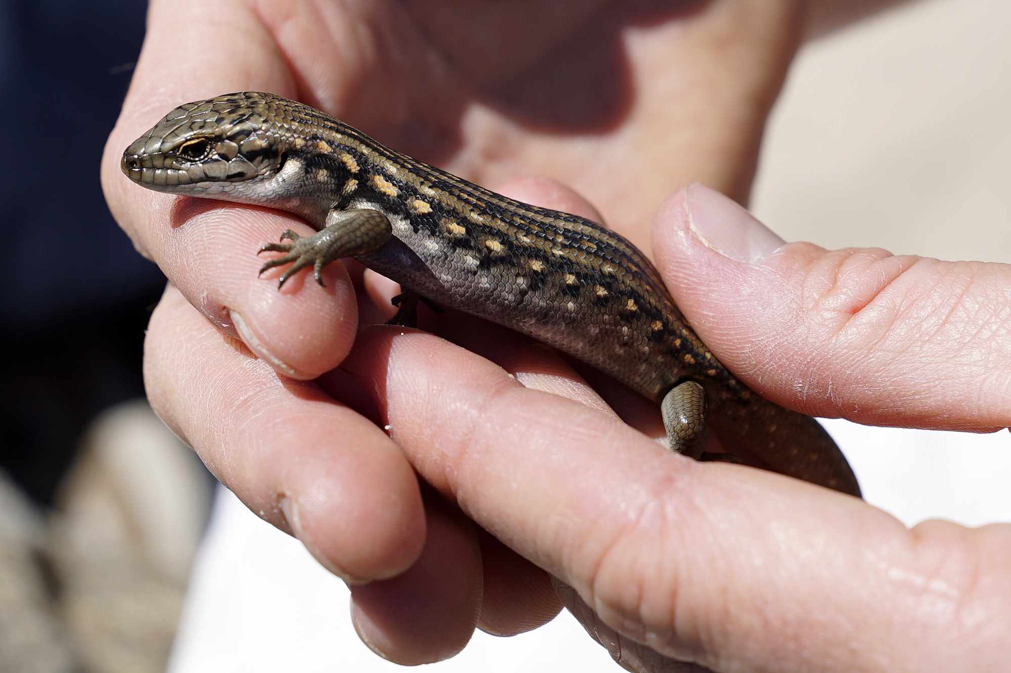 Rare lizard pregnancy means species' critically endangered population ...