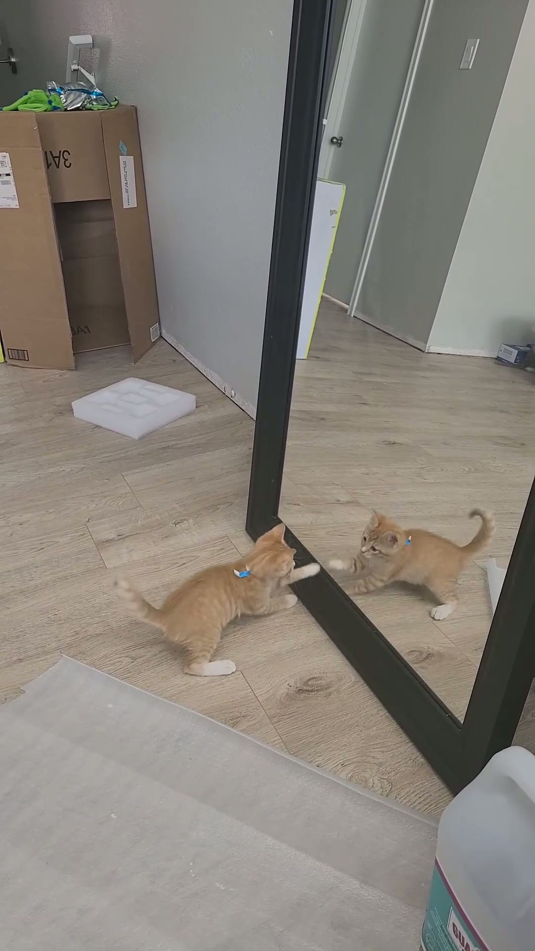 Foster kittens are playing with their reflection in the mirror!
