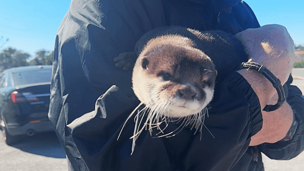 Specially-trained otter comes to Pensacola to assist in missing person case