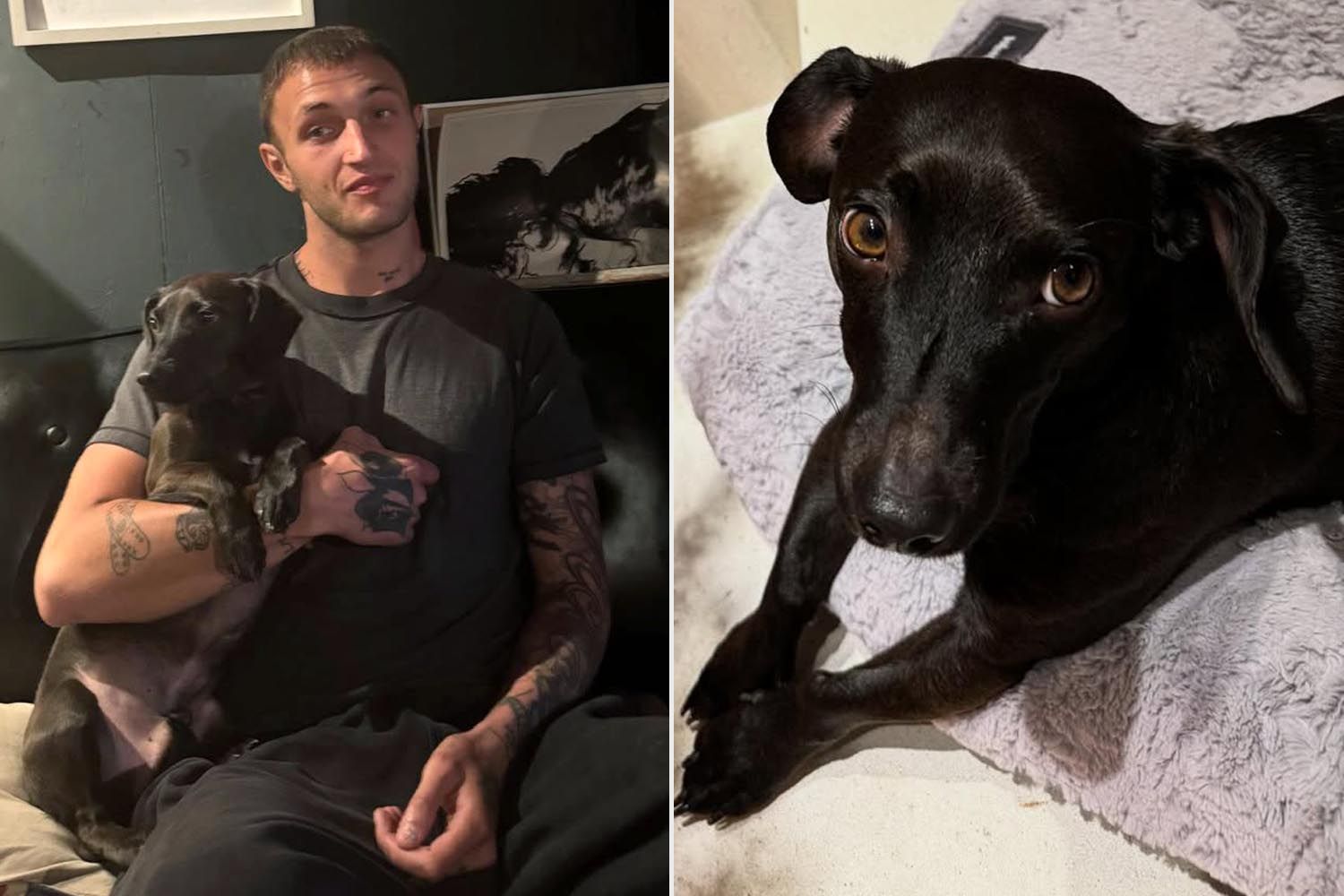 Anwar Hadid mourns late dog Dexter, a pet he said helped save his life ...