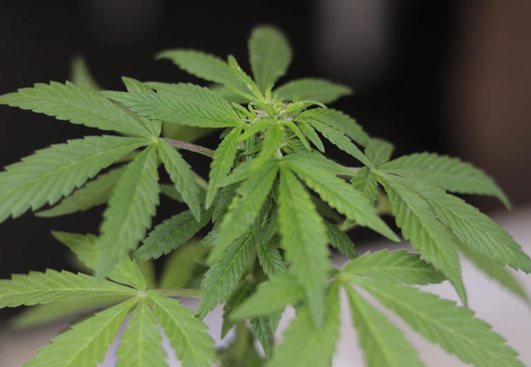 Indiana keeps bucking marijuana legalization, tightening related laws ...