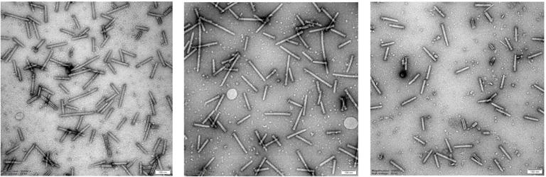 How bacteria learned to target numerous cell types