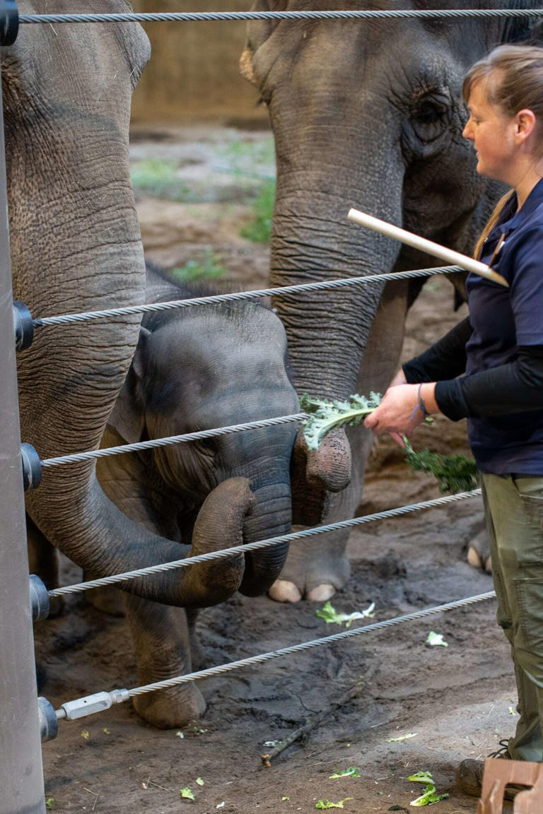 Oregon Zoo celebrates 1st birthday of 1,000 pound baby elephant Tula-Tu