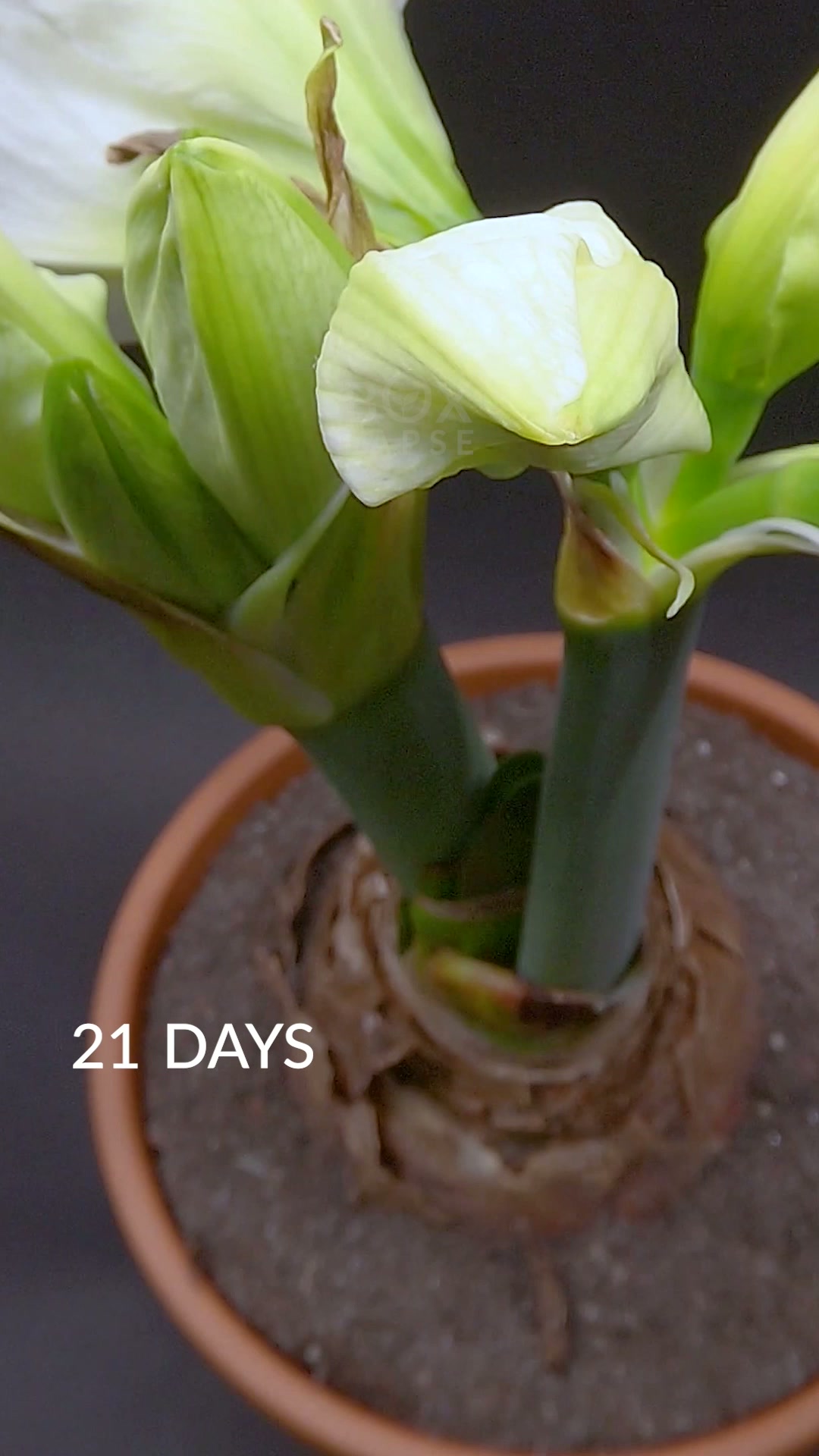 Beautiful growth of hyacinth & amaryllis (time-lapse)