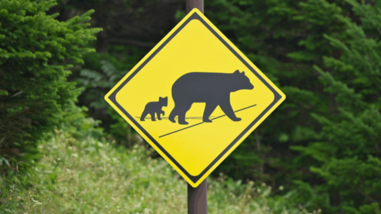 Massive bear encounter on hiking trail prompts official safety warning