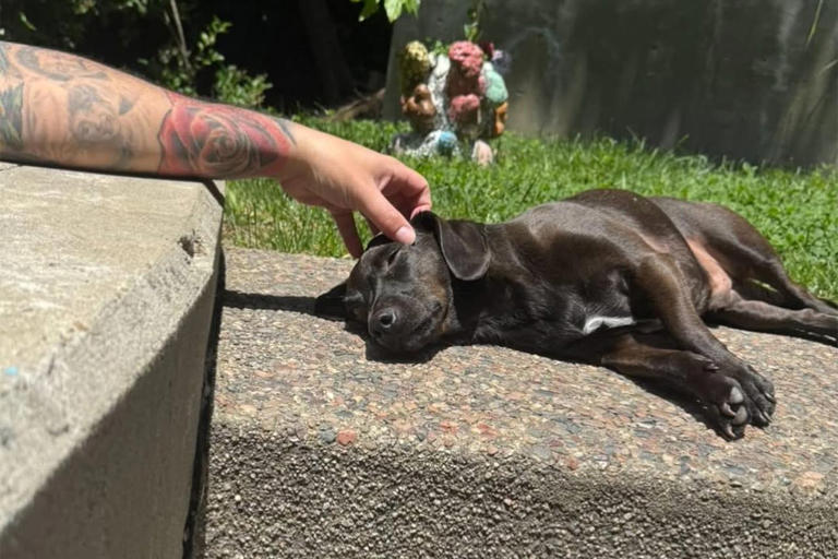 Anwar Hadid mourns late dog Dexter, a pet he said helped save his life ...