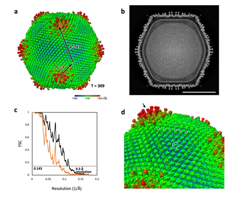 A giant virus from a Japanese pond hints that complex life originated ...
