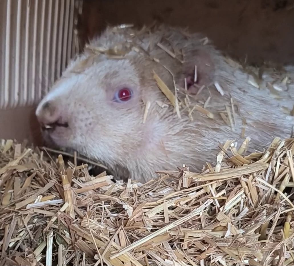 Don't believe Wiarton Willie: Environment Canada forecasts more winter ...