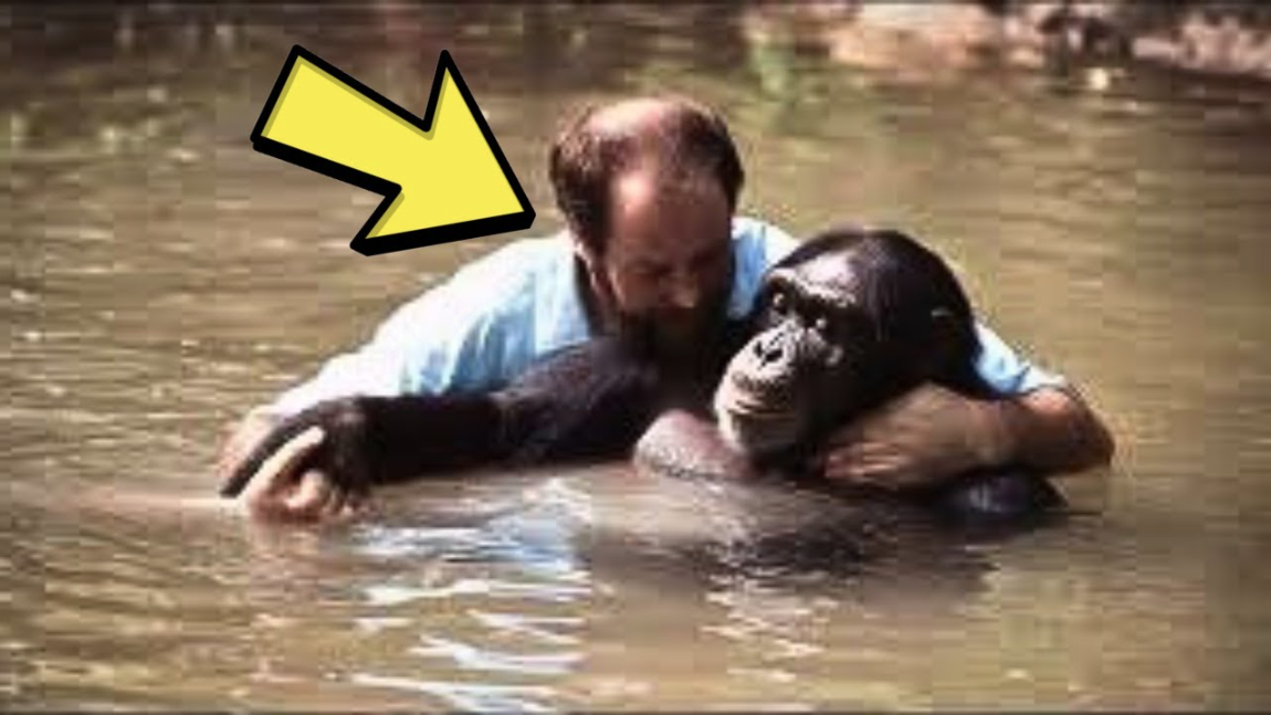 Man jumps into zoo enclosure to help a drowning chimpanzee