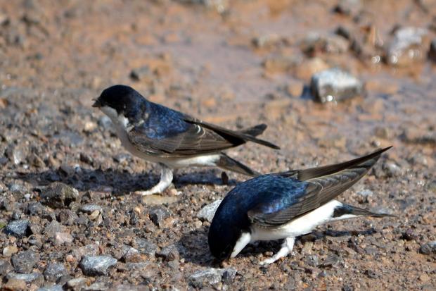 Police warn against using catapults to harm birds and wildlife