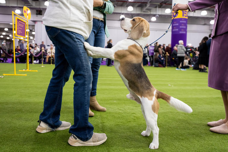 Couples at the Westminster show bond over dogs, and each other