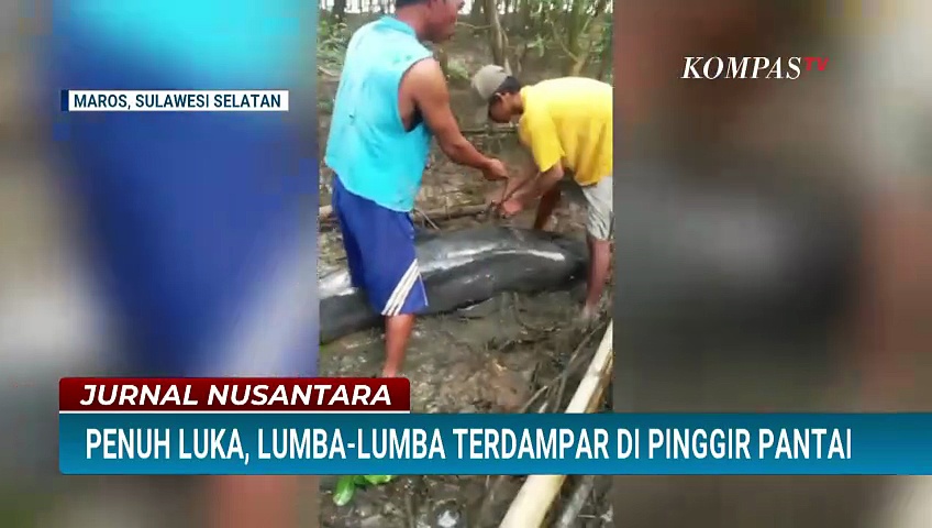 Penampakan lumba-lumba penuh luka terdampar di pinggir pantai