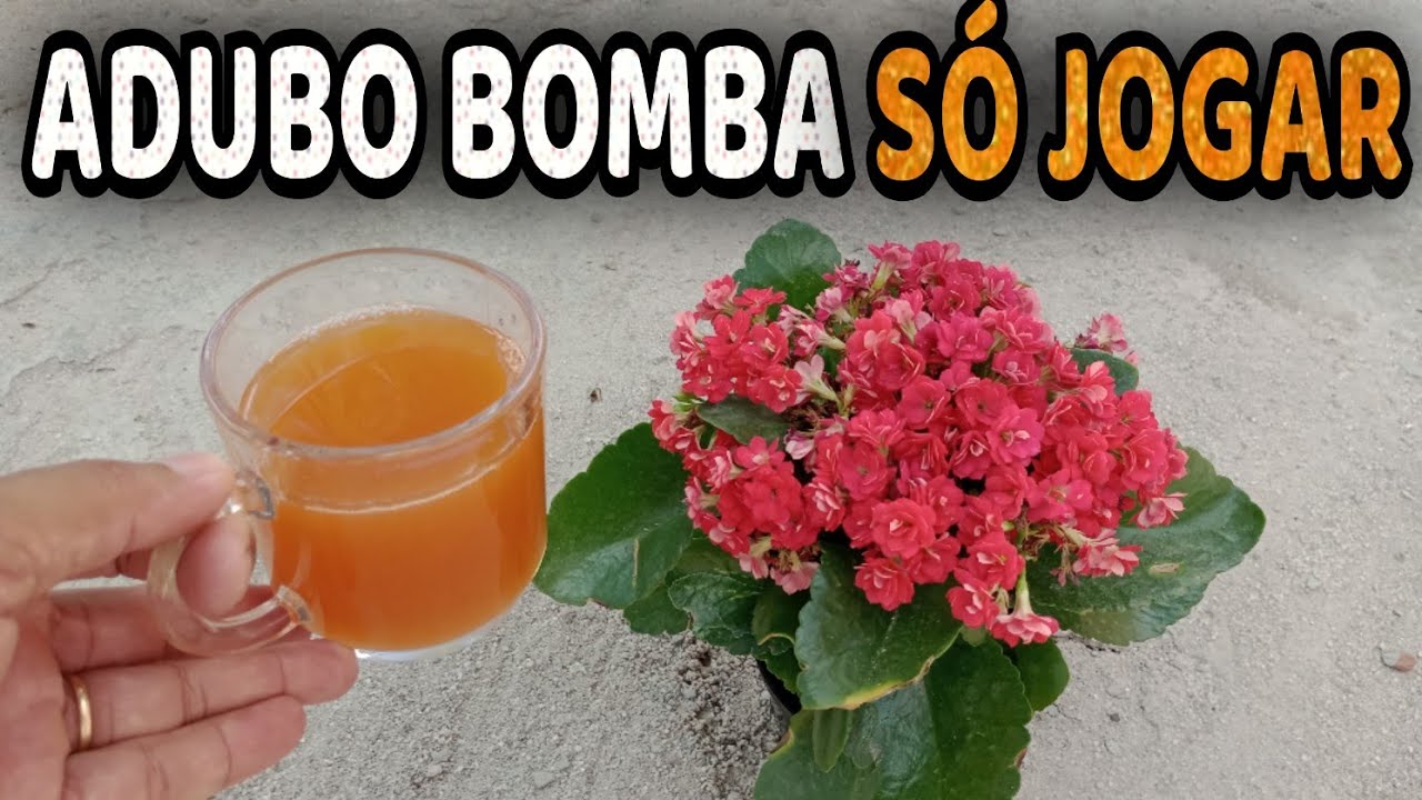 Essa bomba caseira fez minhas plantas explodirem de flores e crescimento