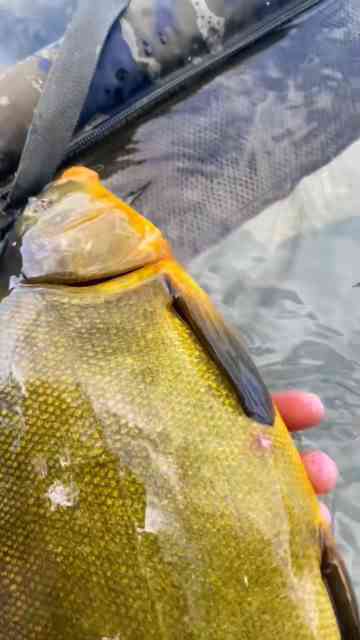 Satisfying fishing moments with smooth action and clean catches