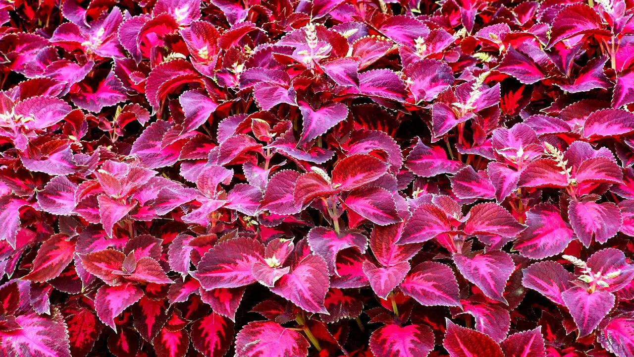 6 plants that change colour with seasons or sunlight