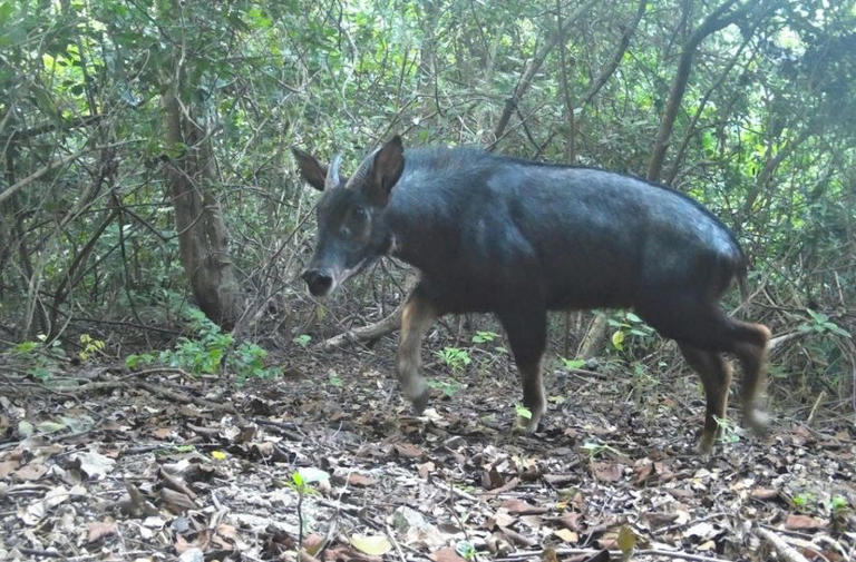 Researchers use drones to capture rare images of elusive creatures ...