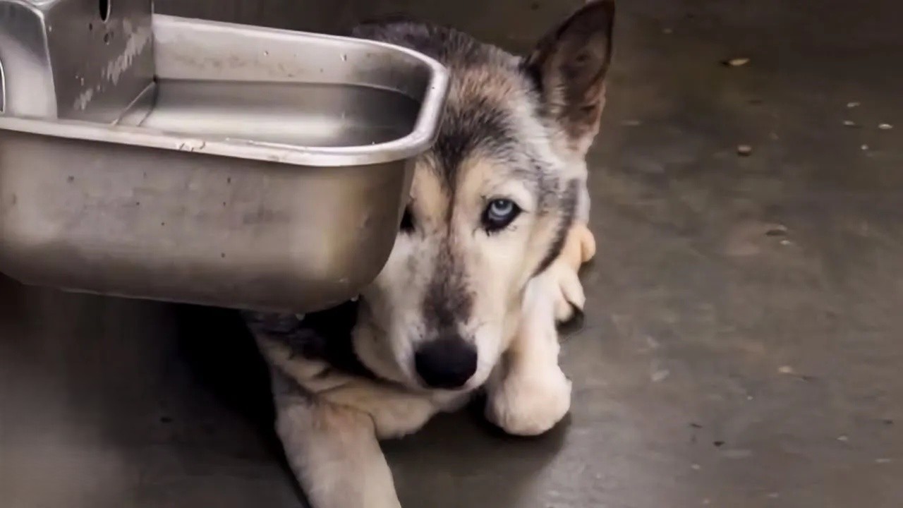 16-year-old husky shook with fear in a shelter - then love changed ...