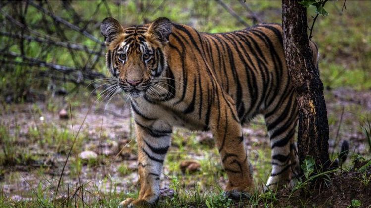 Tiger sightings trigger advisory, public asked to avoid Arunachal's ...