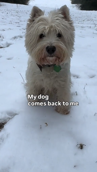 Here comes the snow globe dog