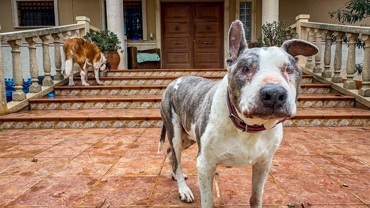 The rescue story that will restore your faith in humanity