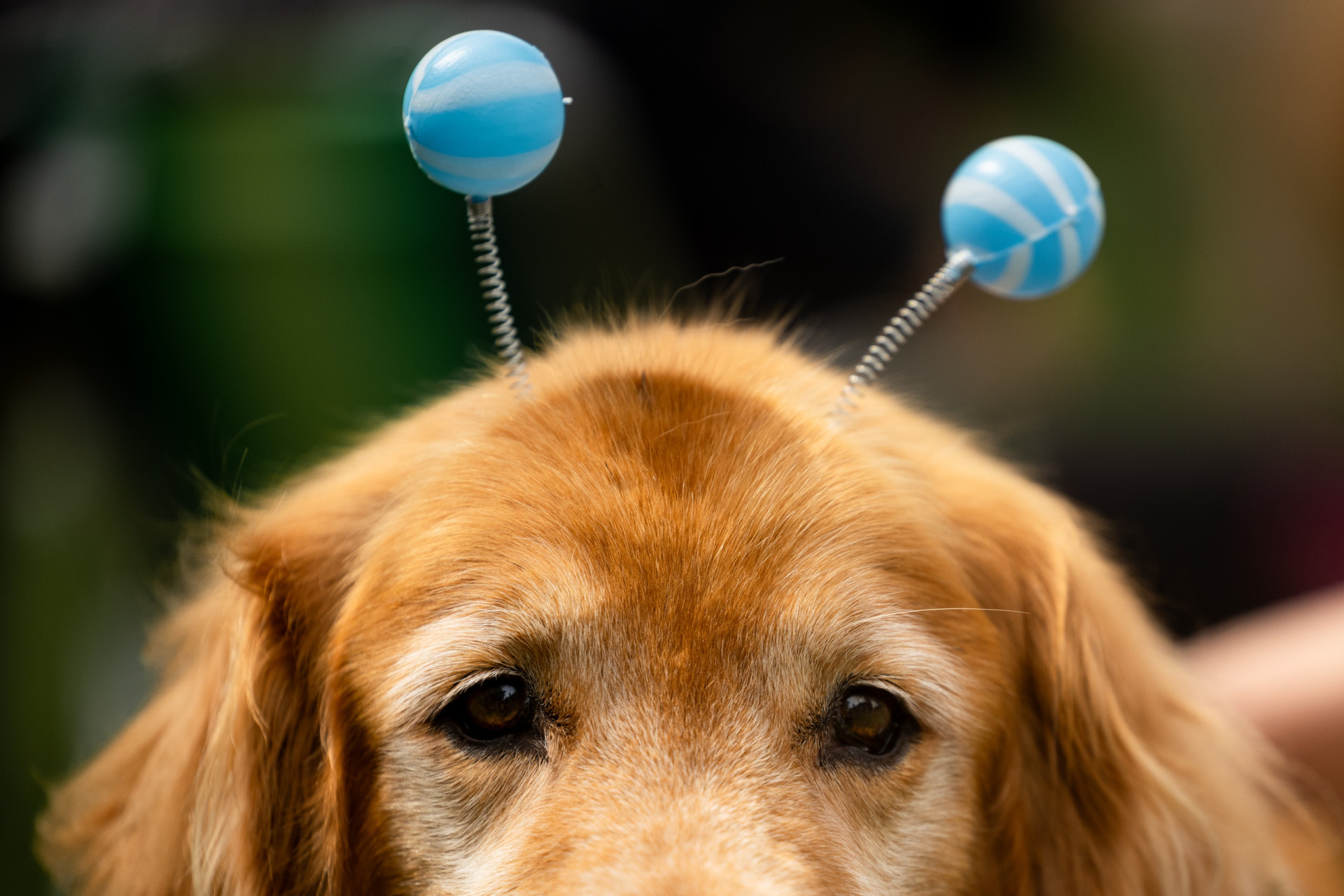 Hvilken hund skal du have ifølge dit stjernetegn?