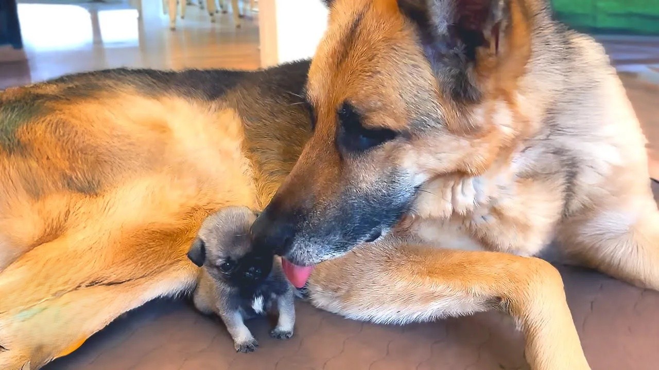 He could’ve crushed them - but this giant dog became their guardian angel