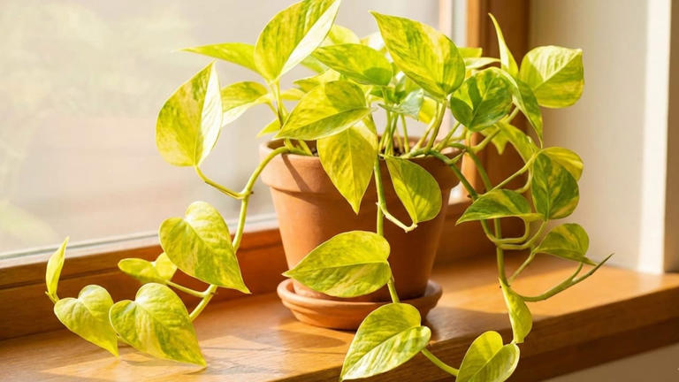 Yellow leaf plants: 5 indoor plants to brighten your drawing room