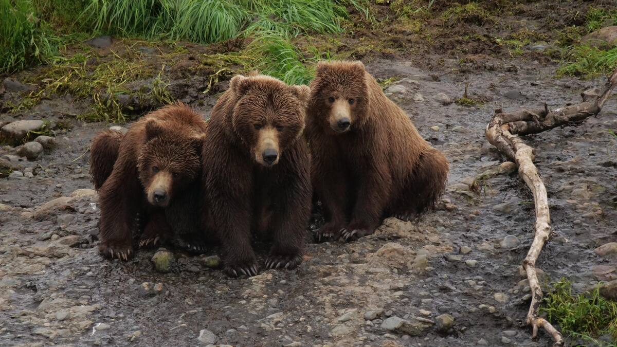 150 ours identifiés en Alaska: L'EPFL a créé une IA pour reconnaître et ...