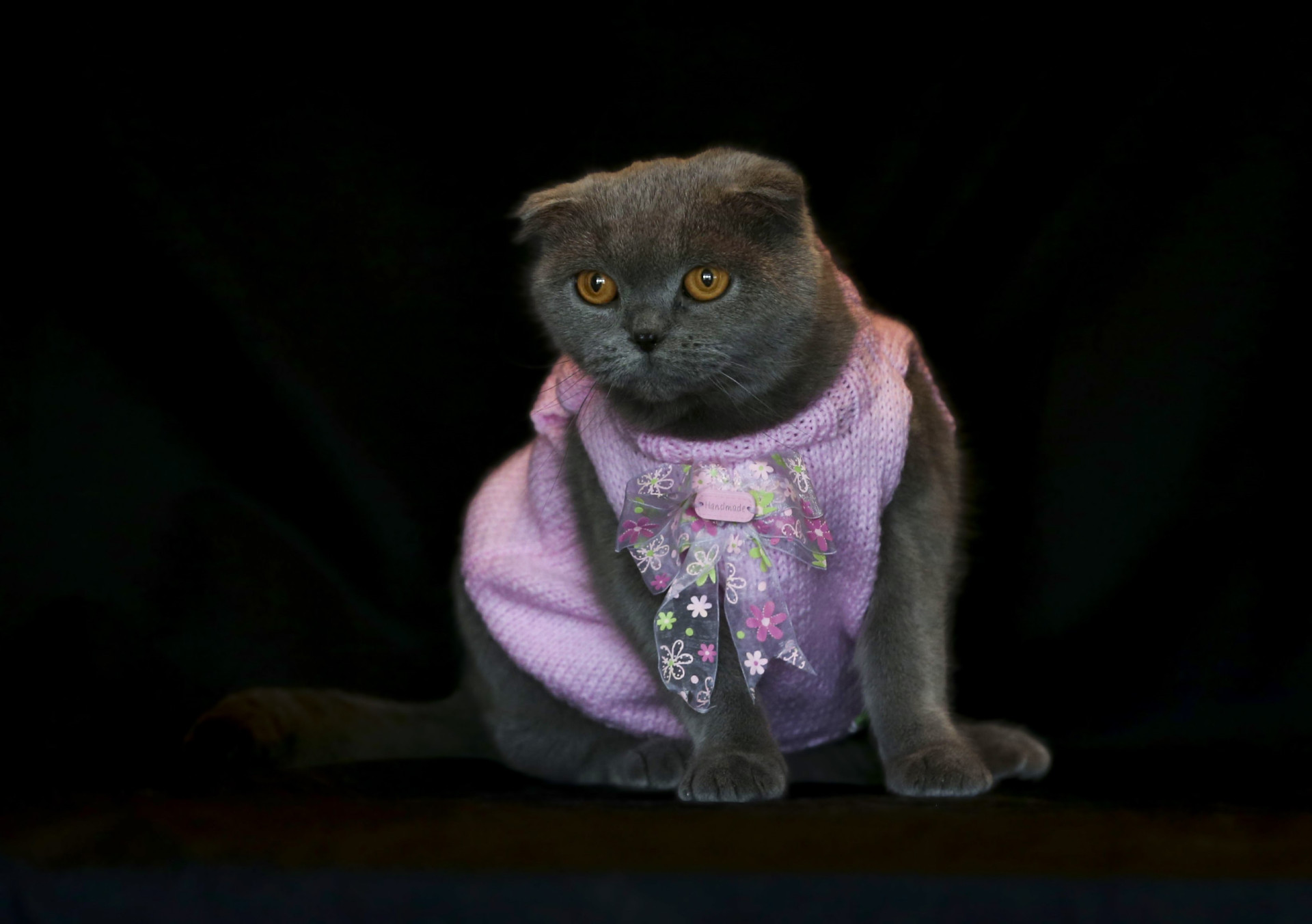 The world's most expensive cat breeds